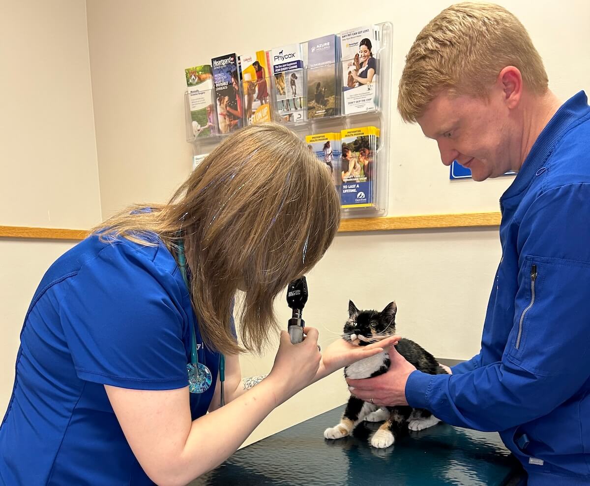 Care First Animal Hospital: Top Rated Raleigh Veterinarians