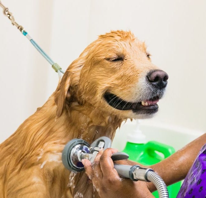 Care First Animal Hospital: Top Rated Raleigh Veterinarians